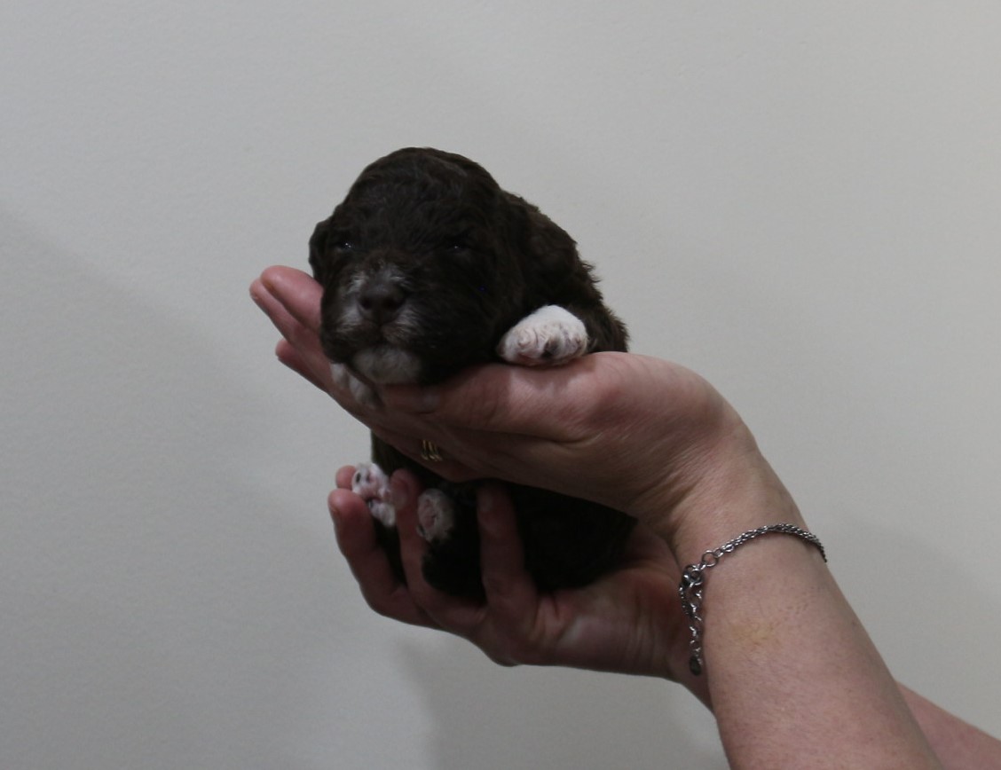 Royal and Loyal Lagotto Romagnolo – Carla and Bob Dyer – Coos Bay ...