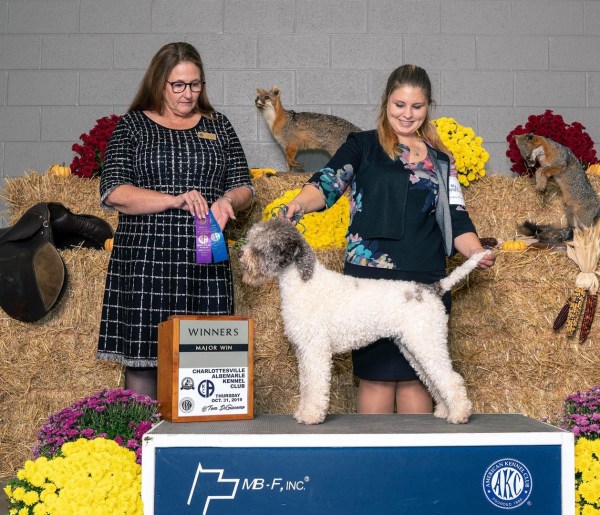 Royal and Loyal Lagotto Romagnolo – Carla Sandrinelli – Coos Bay ORGON USA