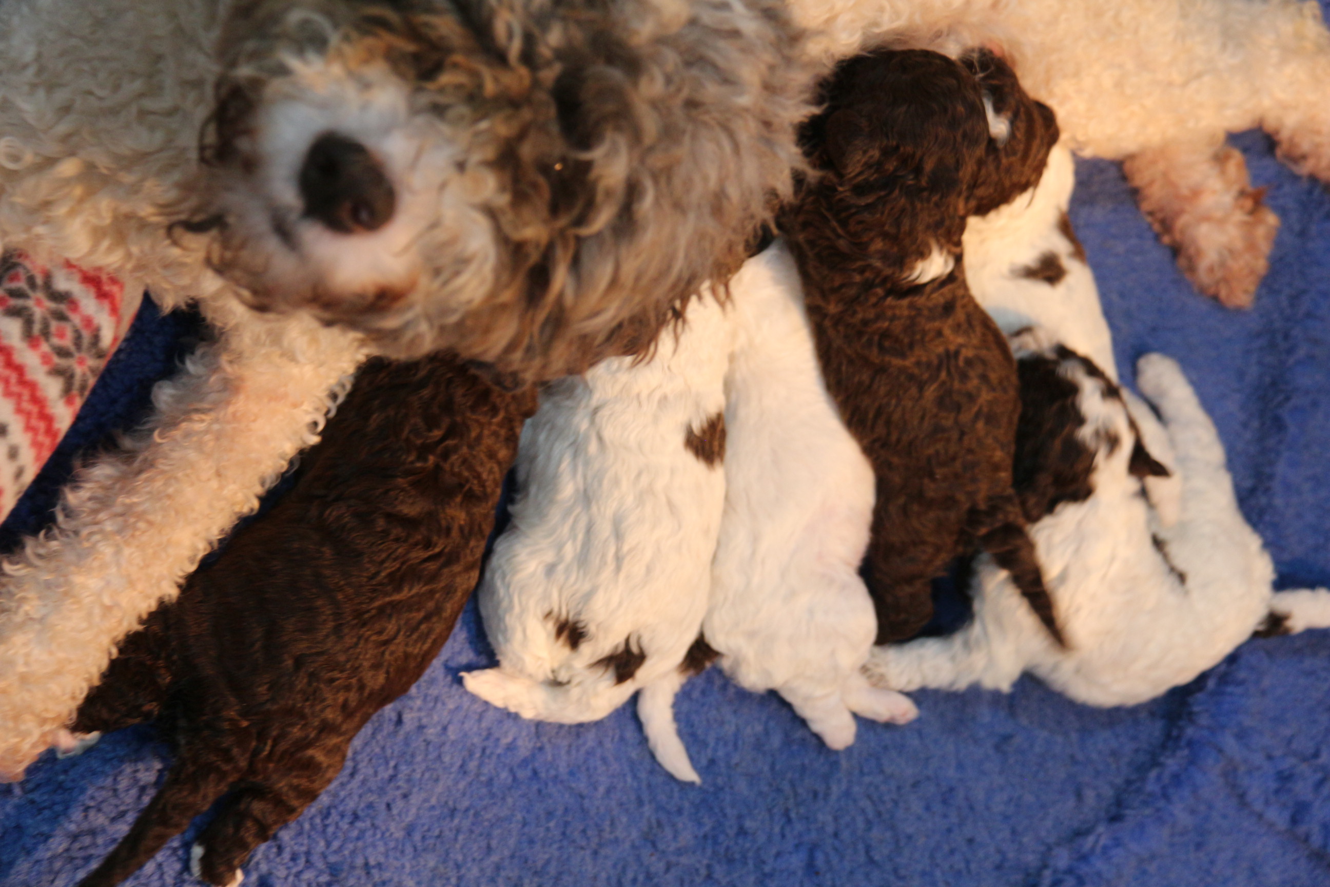 Puppies – Royal and Loyal Lagotto Romagnolo – Carla and Bob Dyer – Coos ...